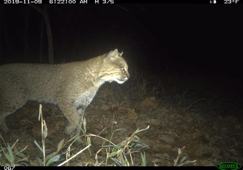 Dark Bobcat