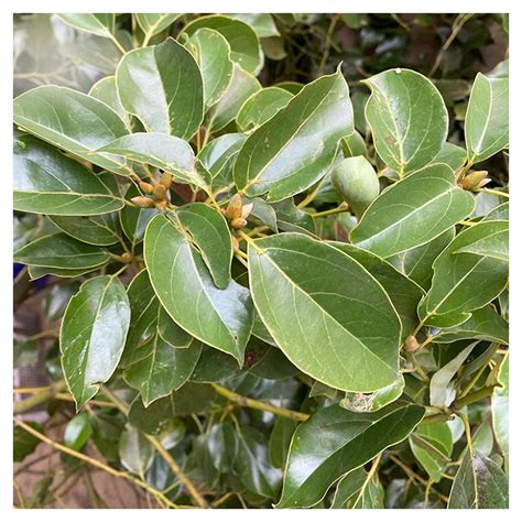 樟树叶图片 泡水 叶子 大山谷图库