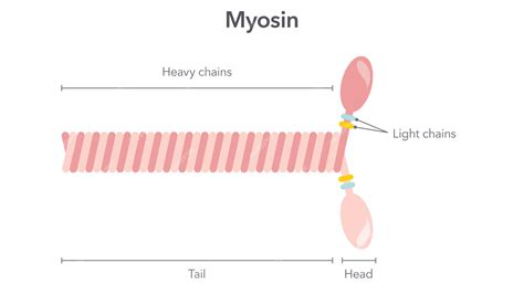 Premium Vector Myosin Molecule Scientific Vector Illustration Diagram