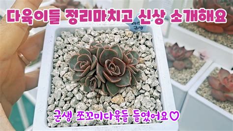 다육이들 정리마치고 신상으로 들인 다육이 소개해요 군생쪼꼬미다육 레드탄군생 비엘라젤리군생 토스카넬리군생 다육이 다육이키우기 Succulents