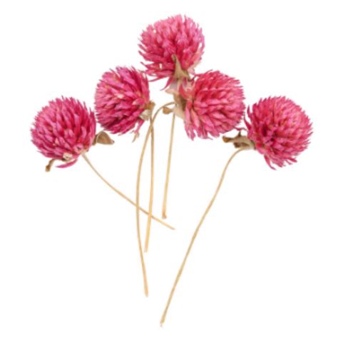 Globe Amaranth Plumepas Products