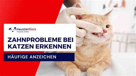 Zahnprobleme Bei Katzen Erkennen Haustierdocs