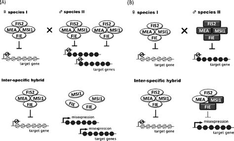 Regulation Of Target Genes By Prc2 In Inter Specific Hybrid Endosperm