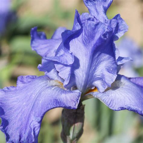Fragrant Blue Reblooming Bearded Iris Bulbs For Sale Sugar Blues