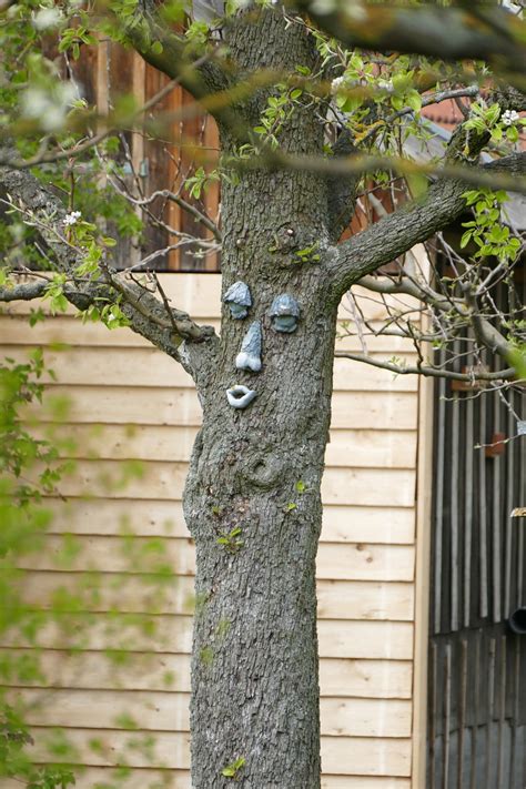 Tree Face Original Garden Fruit Tree Funny Free Image From Needpix Com