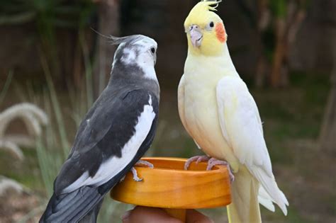 Como Descobrir O Sexo Das Aves Agrosete