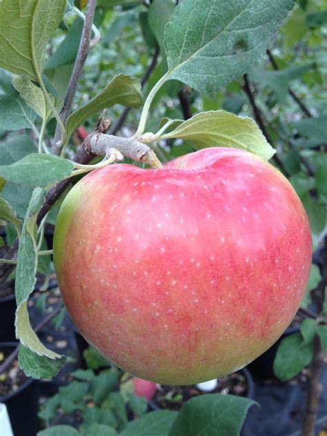 Dwarf Prairie Magic® Apple Jeffries Nurseries
