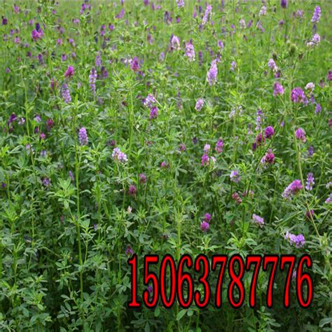 苜蓿草籽种植费用 牧草种植 新闻中心 济宁百利鑫草业有限公司