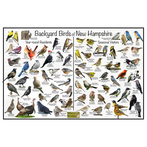 Bird Identification Chart Printable Free Printable