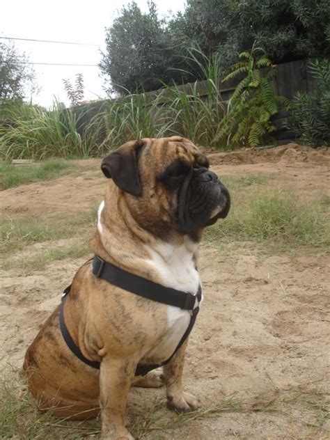 My Sort Of Bad Ass Dog Og English Bulldog