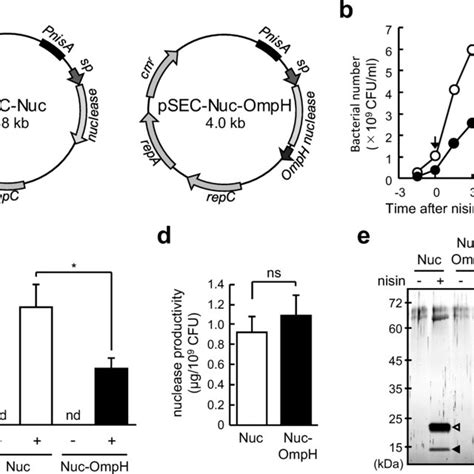Development Of The Nuclease Producing Recombinant L Lactis Strains A