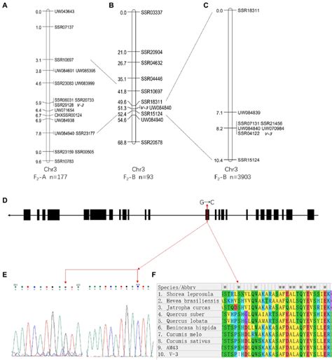Positional Cloning And Sequence Alignment Of The V 3 Gene A Numbers Download Scientific