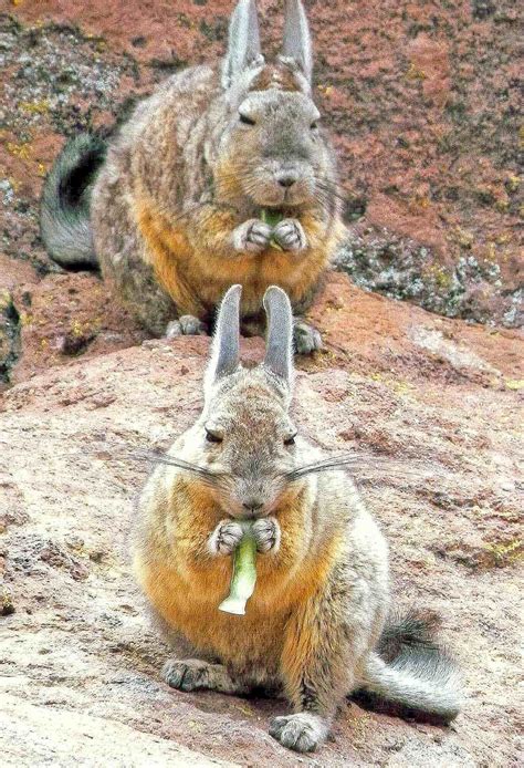 Viscacha They Are Neither A Rabbit Nor A Rat Malevus