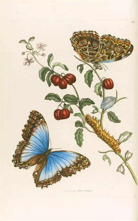 22 Merian Maria Sibylla Art Prints Canvas Art Prints Botanical