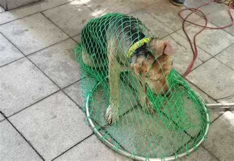 小区流浪狗被抓捕引担忧，深圳城管：“禁吃狗肉！这里不是玉林”执法