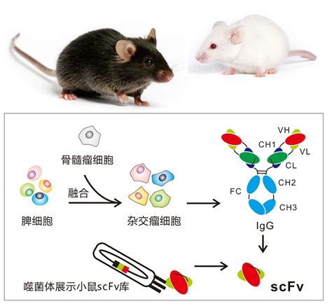 Car T先导抗体发现解决方案 知乎