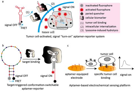 Fig 2 Representative Aptamer Based Analytical Models For Ctc Detection A Tumor Cell