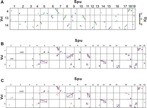 A K S Dotplot Between Salix Sinopurpurea And Vitis Vinifera Genome Download Scientific