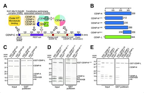 The Interaction Of Cenp N With Nucleosomes A Schematic Of Crucial Download Scientific