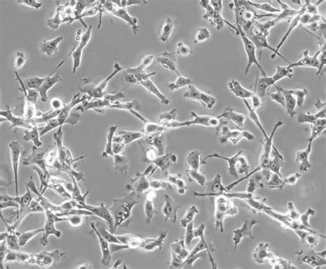 Cell Based Assay Development Service Saves Valuable Research Time ⏱️