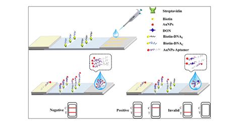 Development Of Aptamer Based Au Nanoparticle Lateral Flow Test Strips For The Detection Of