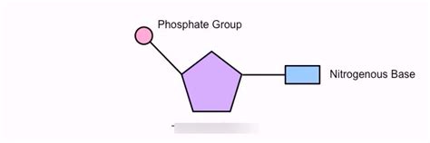 Nitrogenous Bases Hydrogen Bonds And Dna Replication Cheat Sheet Diagram Quizlet