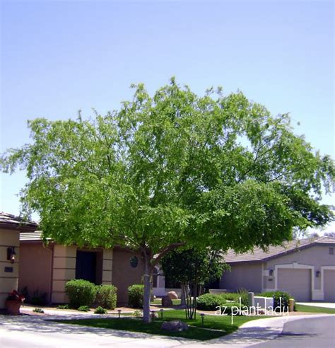 Evergreen Elm Archives Desert Gardening 101