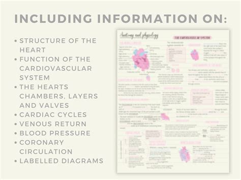 Anatomy And Physiology Cardiovascular System Guide Etsy