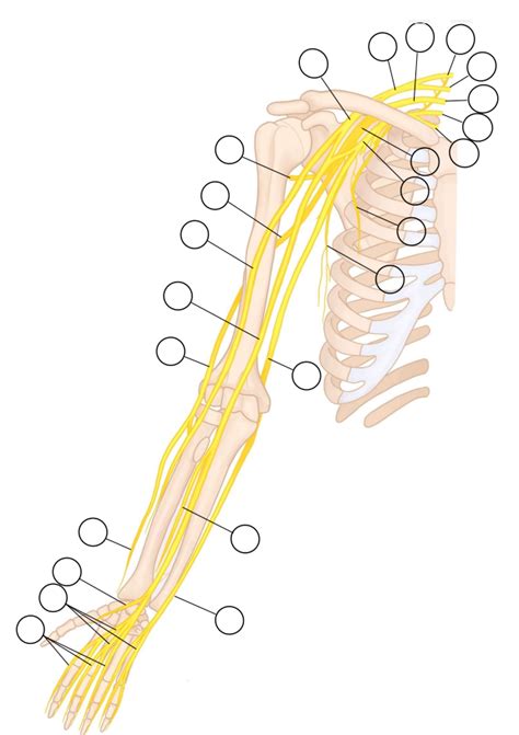 Upper Limb Nerves Diagram Quizlet