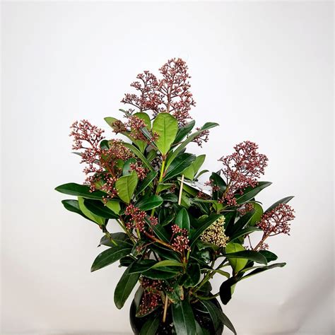 Skimmia japonica D17 H30 - ĐARDIN web shop