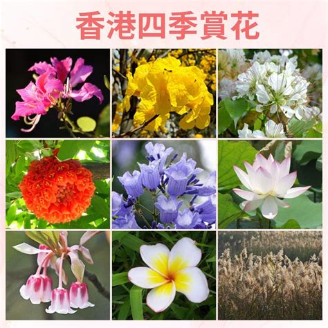 賞花情報｜香港一年四季常見植物花期＋觀賞地點一覽 12 04 20230311 熱點 即時新聞 明報新聞網