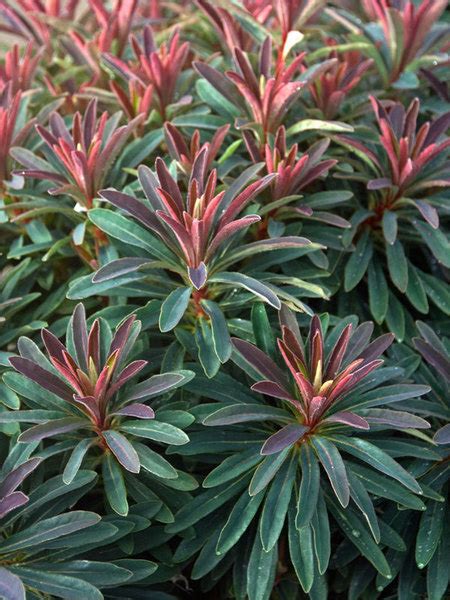 Euphorbia Rudolph