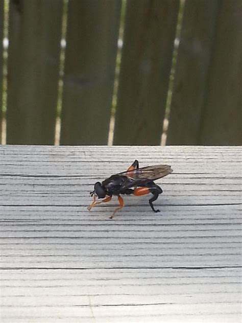 [northern Alberta Canada] Fly Looking Bug With Black Body And Orange