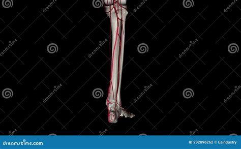 The Posterior Tibial Artery Commences At The Lower Border Of The