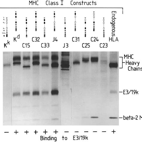 Characterization Of The Structure Within Kd Responsible For The Binding Download Scientific