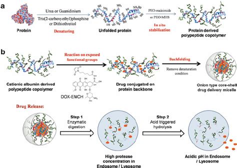 Preparation Of Core Shell Drug Delivery Micelles A Unfolding Of Download Scientific