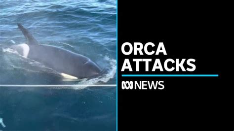scientists puzzled after orcas sink three boats abc news