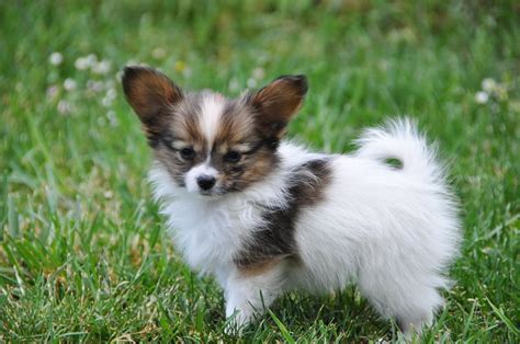 Papillon Haven Rescue Papillons For Adoption Artofit