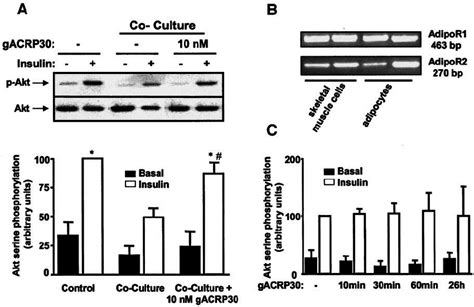 Effect Of Adiponectin On Insulin Signaling In Human Skeletal Muscle Download Scientific Diagram