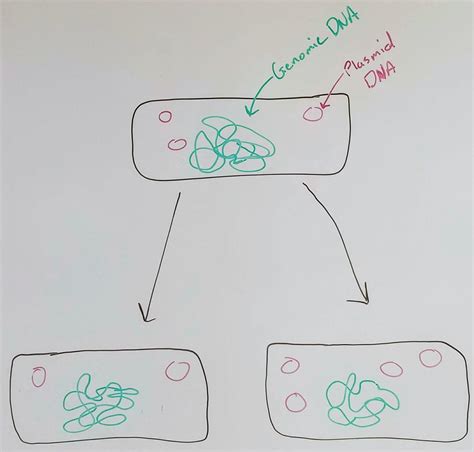 Why Work With Escherichia Coli E Coli Life And Biology