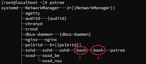 Linux Shell中的变量详解 不念博客