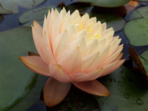 Nymphaea Porcelain Iwgs Plant Database