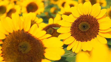 활짝 핀 해바라기 밭은 밝은 노란색 꽃잎과 해바라기 머리의 복잡한 패턴을 보여줍니다 여름의 정수와 자연의 아름다움을 포착하기에 완벽합니다 0명에 대한 스톡 사진 및 기타