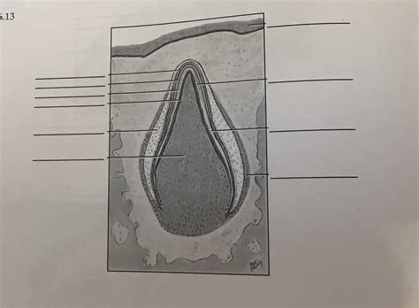 Labeling Figure 613 Diagram Quizlet