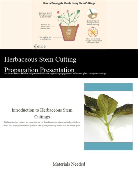 Herbaceous Stem Cutting Propagation Presentation 2 Pdf Botany Horticulture