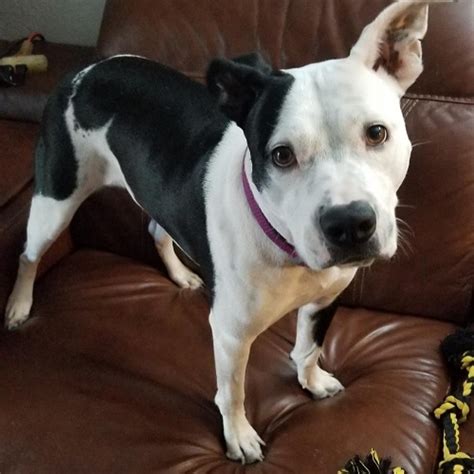 Pointer Pitbull Mix German Short Haired Puppies And More