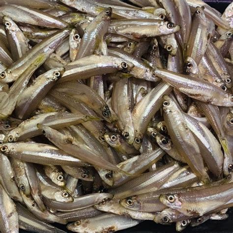 Whitebait Frozen Madam Seafood