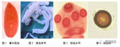 有效驱虫才是猪场需要的通灭 硕腾上海企业管理有限公司