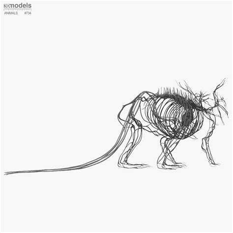 Mouse Circulatory System 3dモデル ダウンロード ほ乳類 On