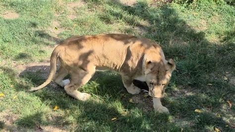 Львица флиртует со львами Тайган Youtube